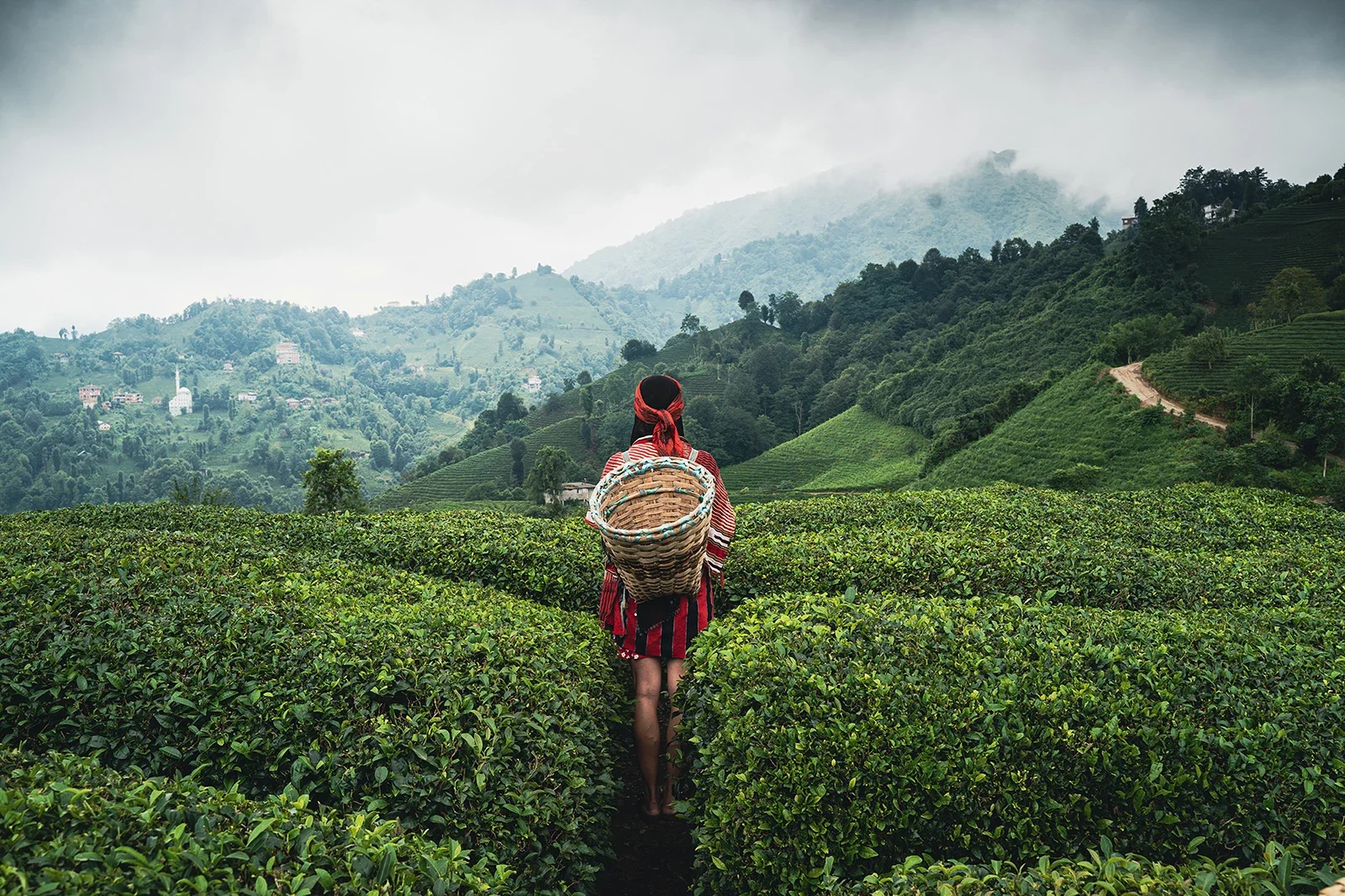 Home - Palgong Tea